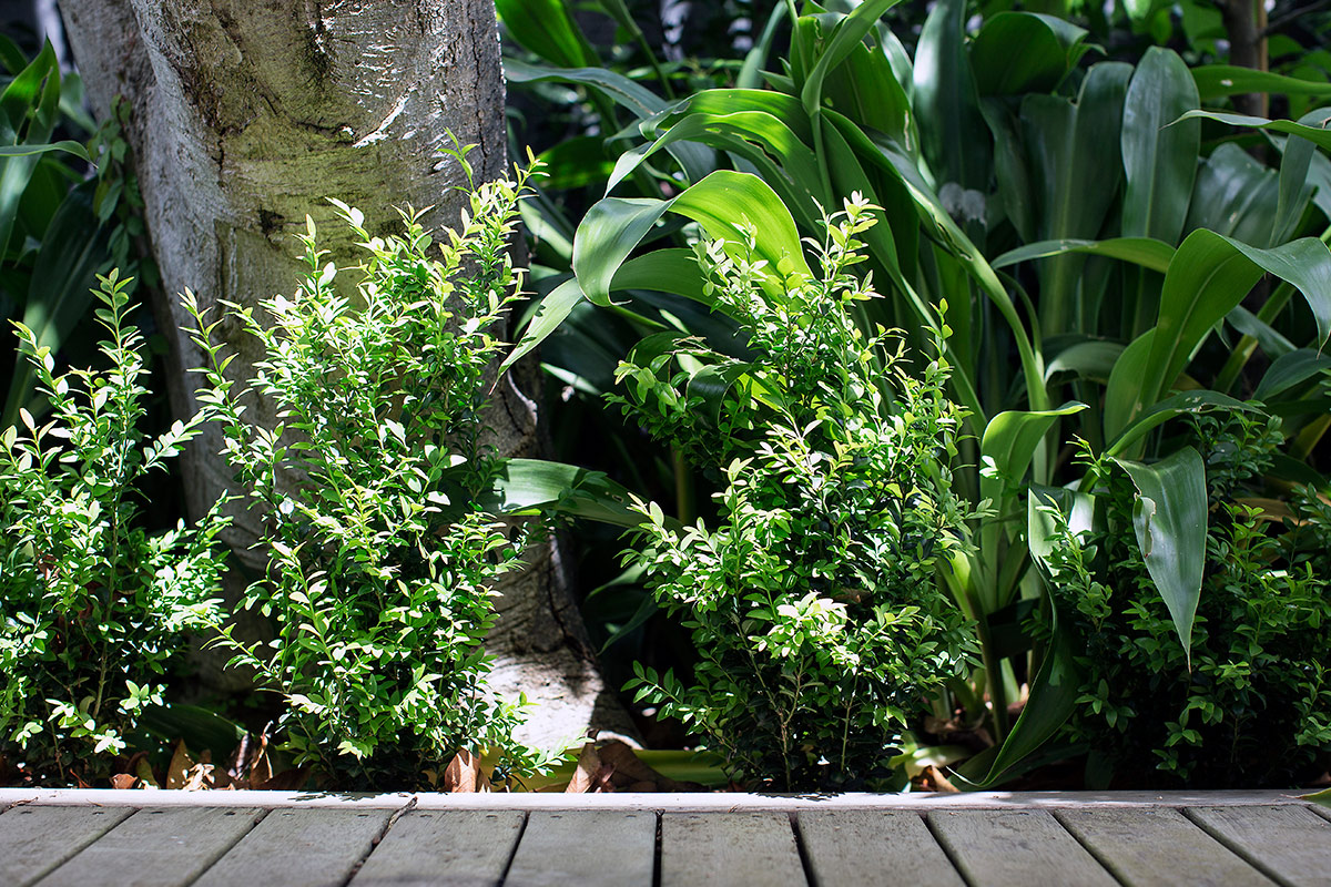 path-design-studio_-_garden-maintenance_landscape-design_1200 - PATH ...